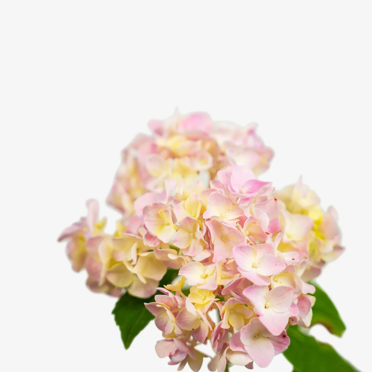 Nikko Blue Hydrangea For Sale Online | The Tree Center