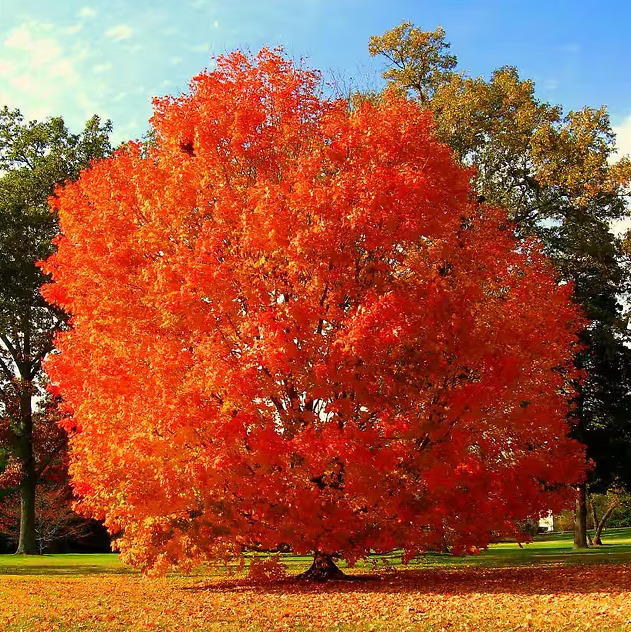 October Glory Maple For Sale Online | The Tree Center