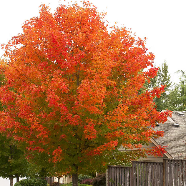 October Glory Maple For Sale Online | The Tree Center