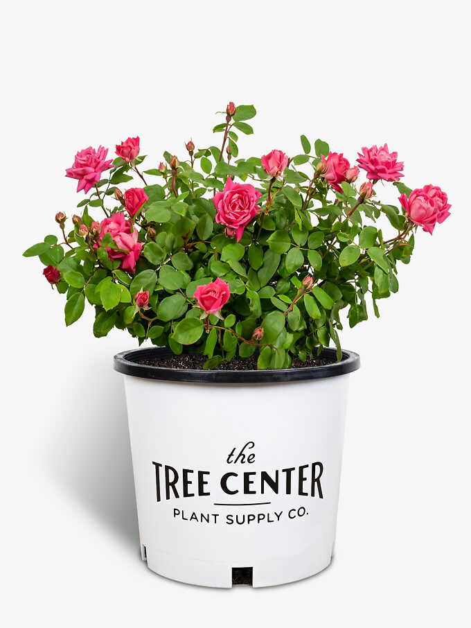 Knockout Roses For Sale Online | The Tree Center
