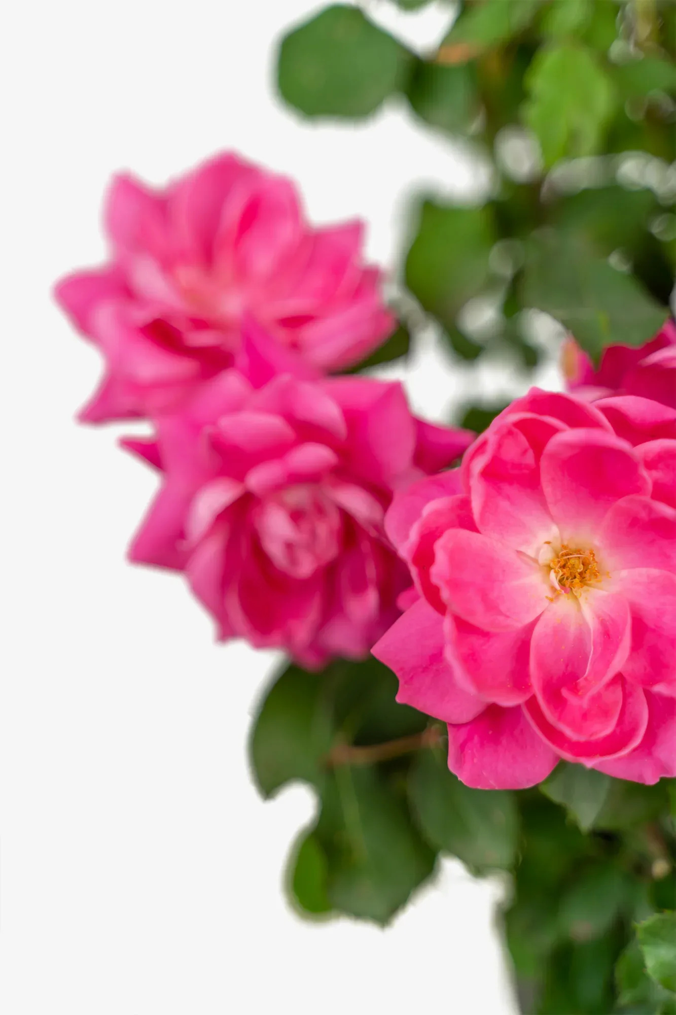 Double Pink Knockout Rose For Sale Online | The Tree Center