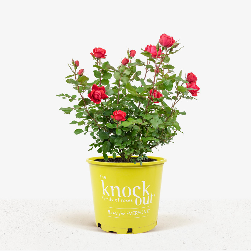 Red Double Knockout Rose For Sale Online | The Tree Center