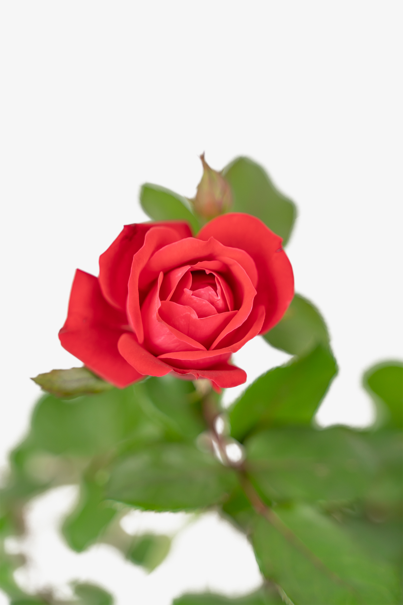 Red Double Knockout Rose For Sale Online | The Tree Center