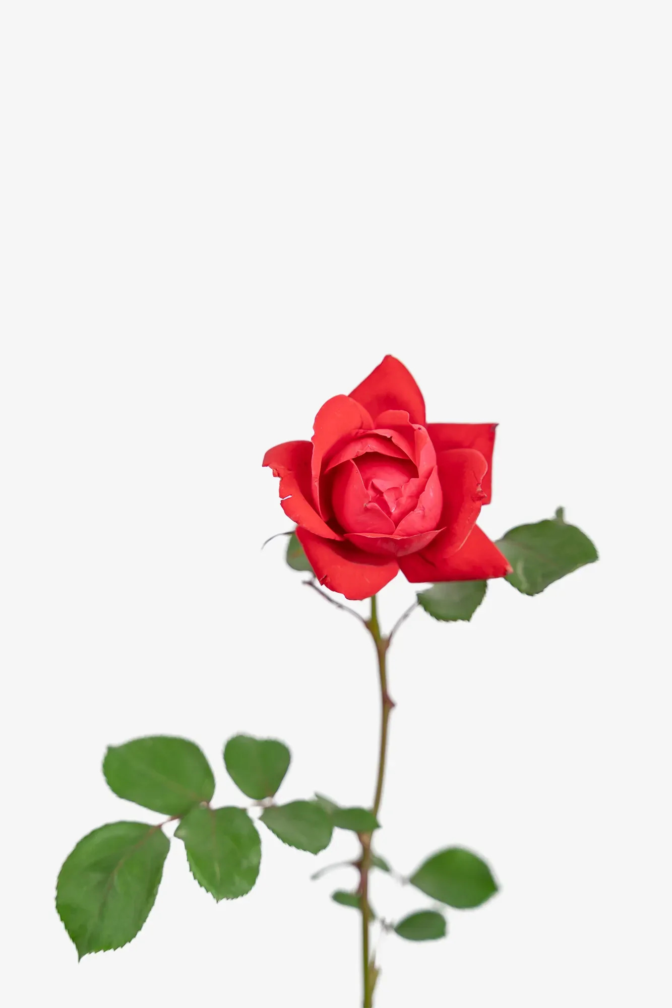 Red Double Knockout Rose For Sale Online | The Tree Center