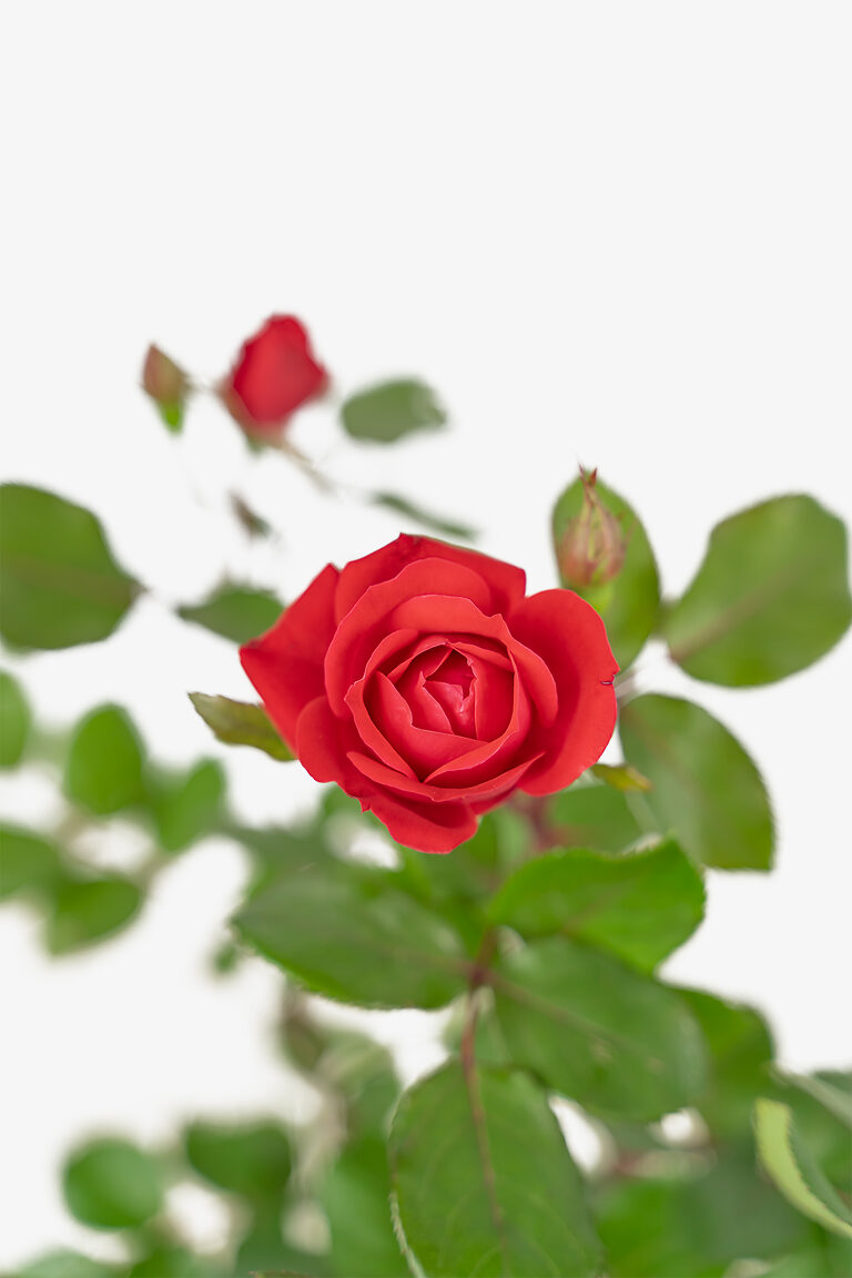 Red Double Knockout Rose For Sale Online | The Tree Center