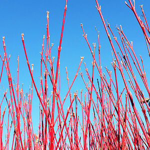 Red Twig Dogwood For Sale Online | The Tree Center