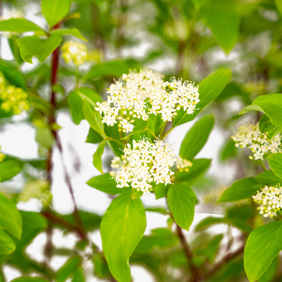 Red Twig Dogwood For Sale Online | The Tree Center