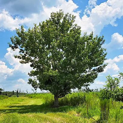 Sawtooth Oak For Sale Online | The Tree Center