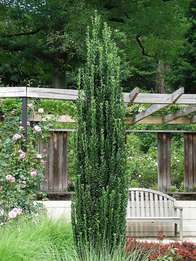 Pennsylvania Trees For Sale | The Tree Center™