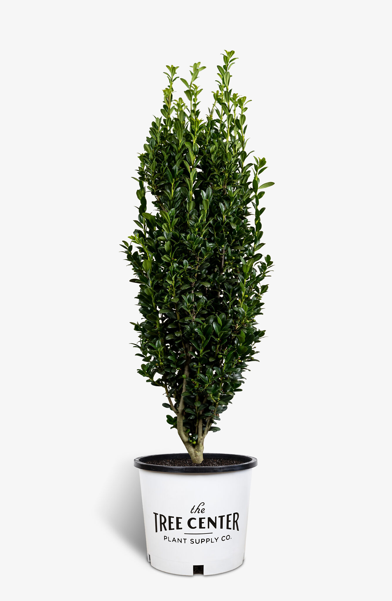 Sky Pencil Holly | Buy Sky Pencil Hollies Online | The Tree Center
