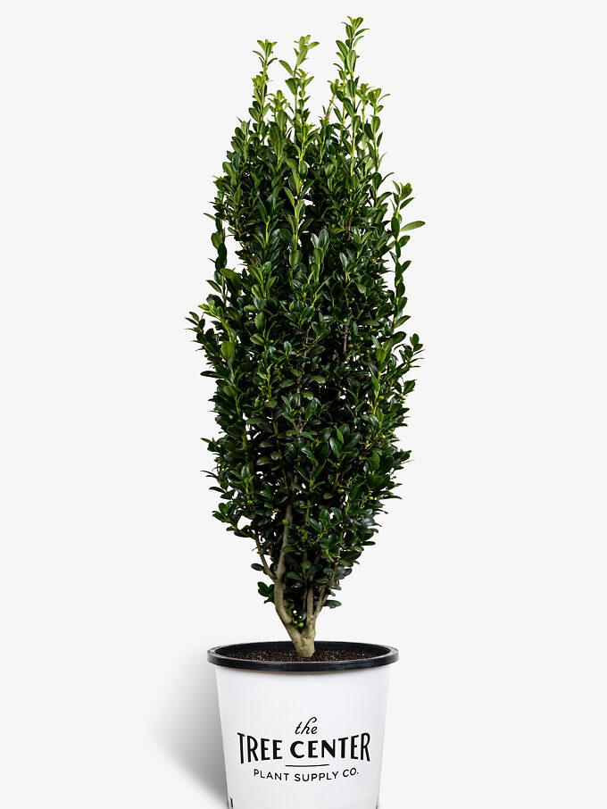 Red Beauty Holly For Sale Online | The Tree Center