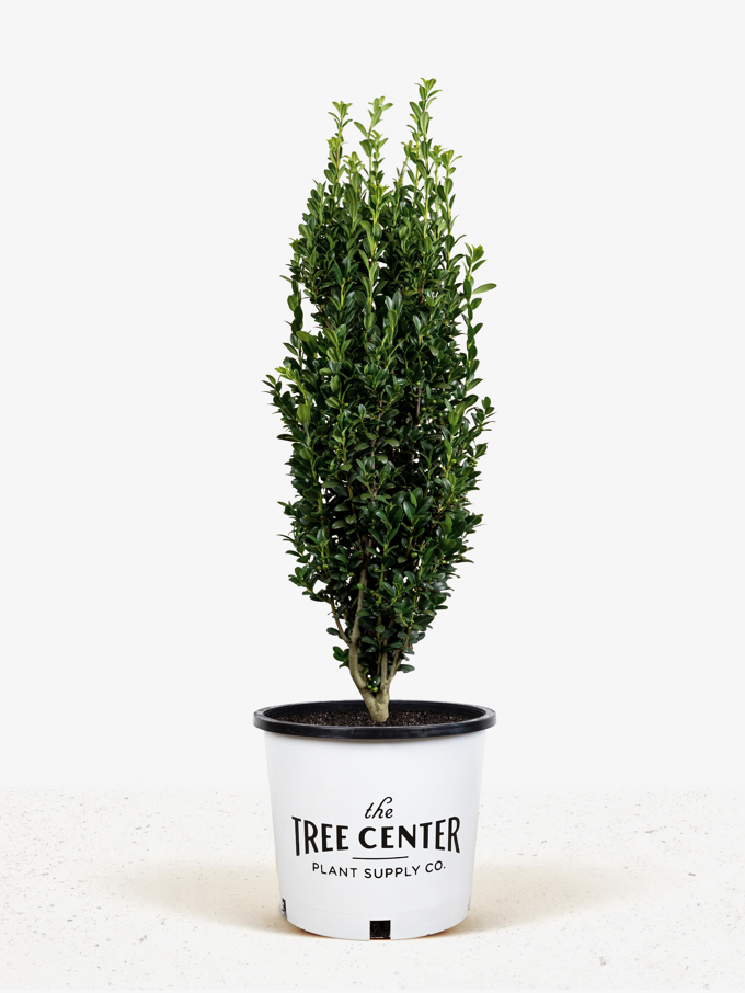 Dragon Lady Holly Trees For Sale Online | The Tree Center
