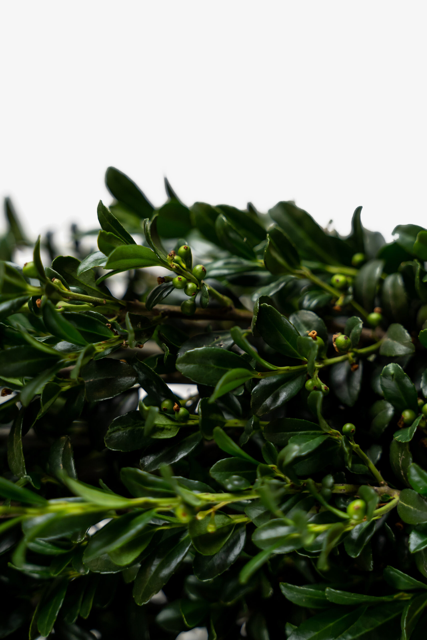 Sky Pencil Holly | Buy Sky Pencil Hollies Online | The Tree Center