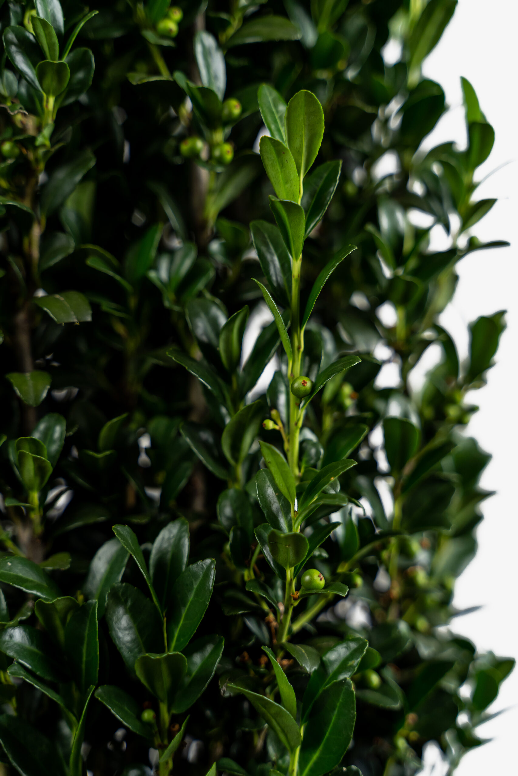 Sky Pencil Holly | Buy Sky Pencil Hollies Online | The Tree Center