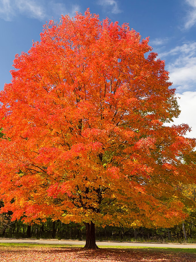 Celebration Maple Trees For Sale Online | The Tree Center