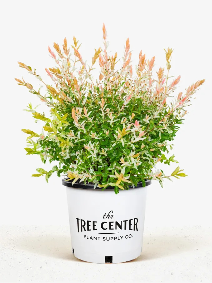 Alabama Trees For Sale | The Tree Center™