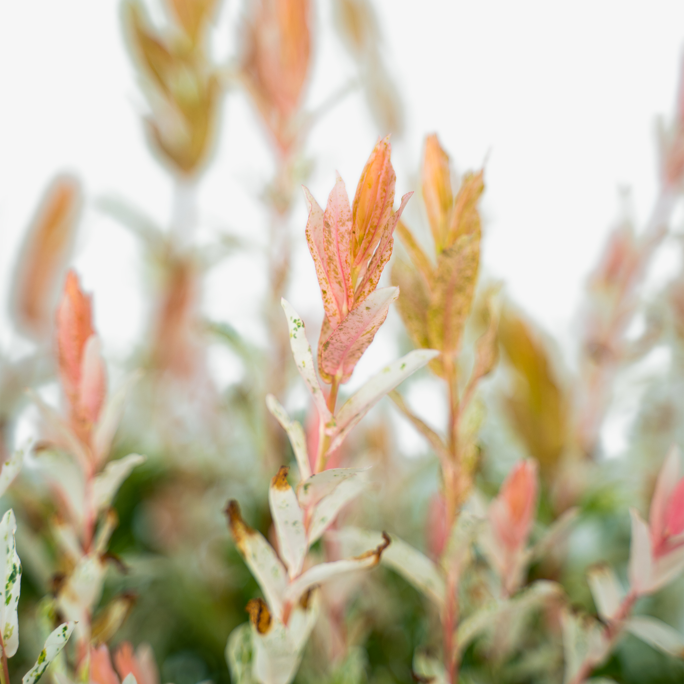 Tri Color Dappled Willow For Sale Online | The Tree Center