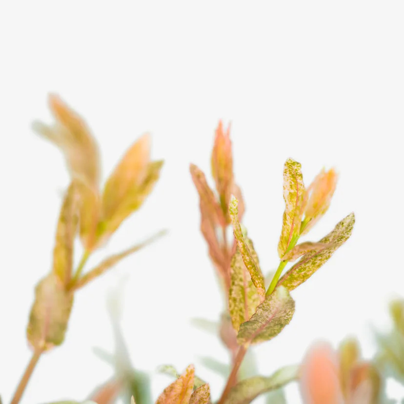 Tri Color Dappled Willow For Sale Online | The Tree Center