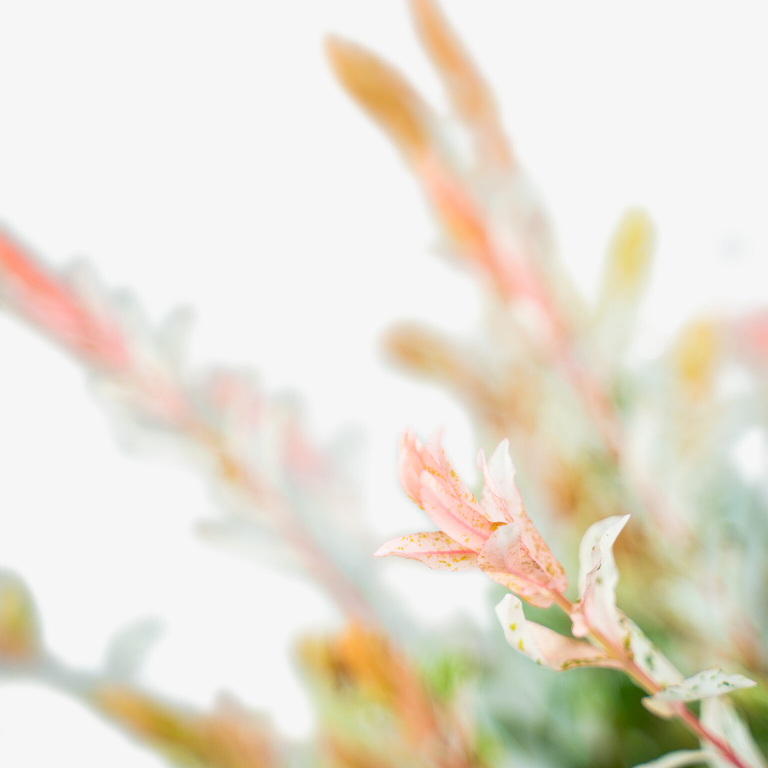 Tri Color Dappled Willow For Sale Online | The Tree Center