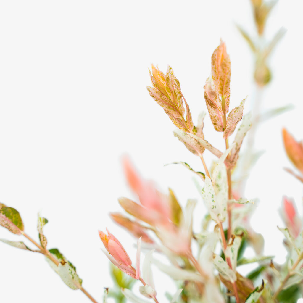 Tri Color Dappled Willow For Sale Online | The Tree Center