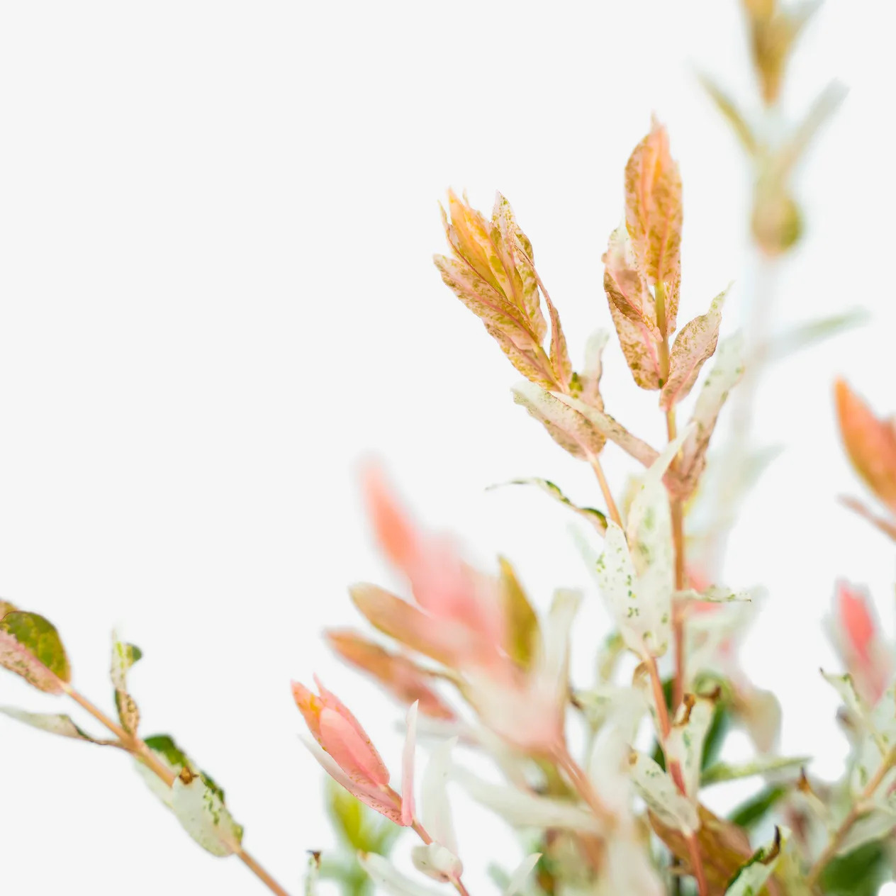 Tri Color Dappled Willow For Sale Online | The Tree Center