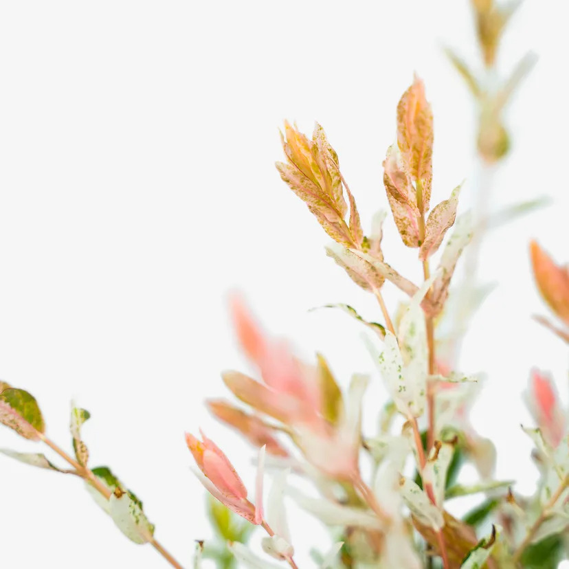 Tri Color Dappled Willow For Sale Online | The Tree Center