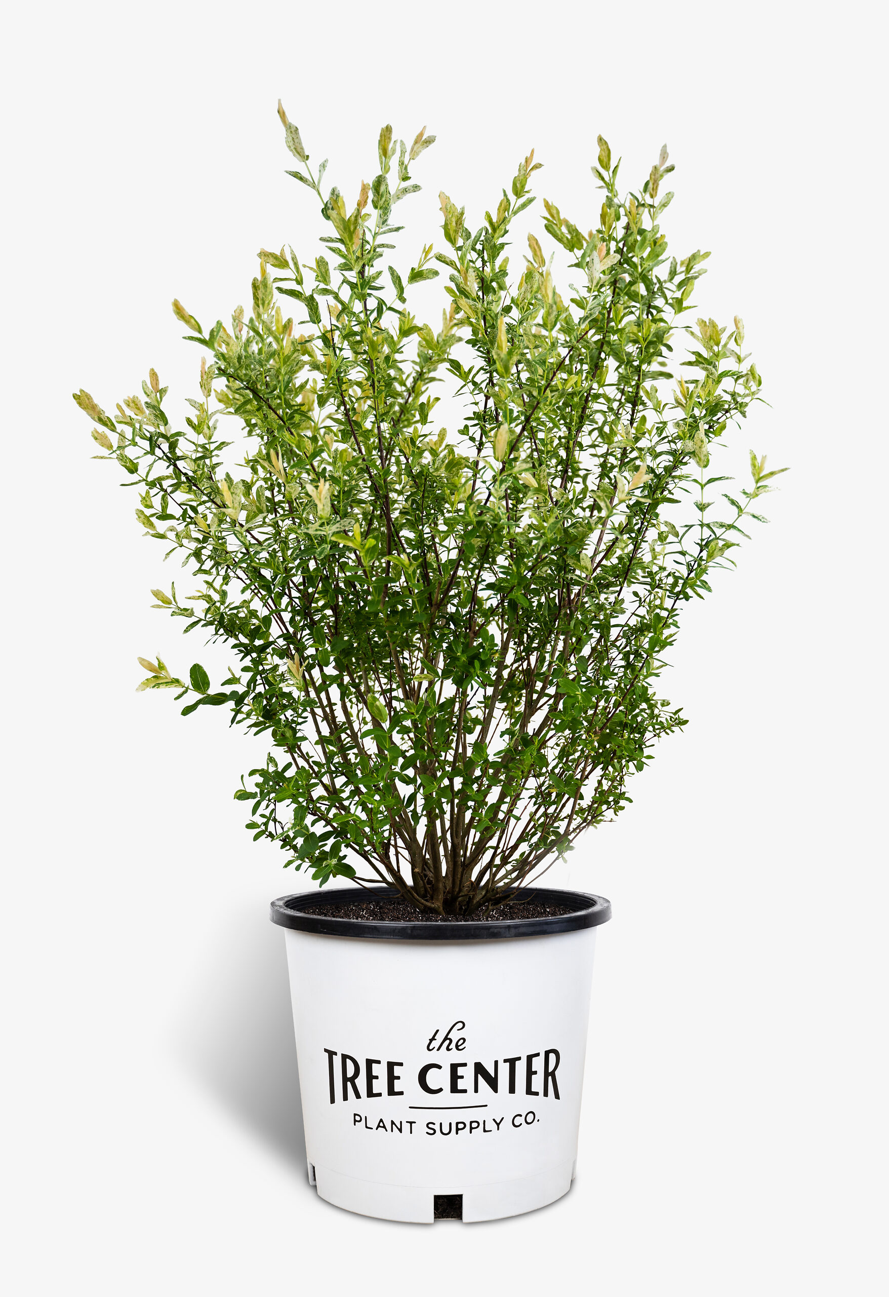 Tri Color Dappled Willow For Sale Online | The Tree Center