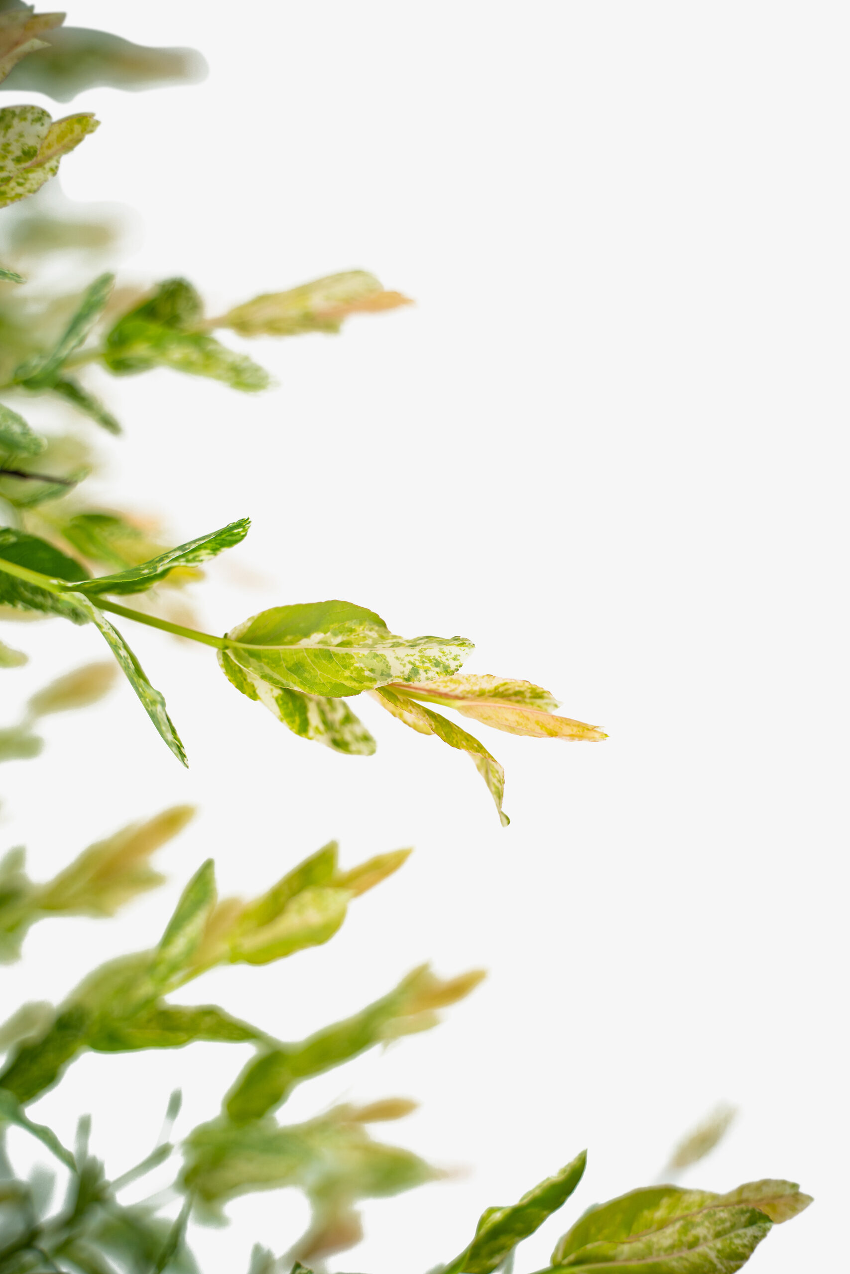 Tri Color Dappled Willow For Sale Online | The Tree Center