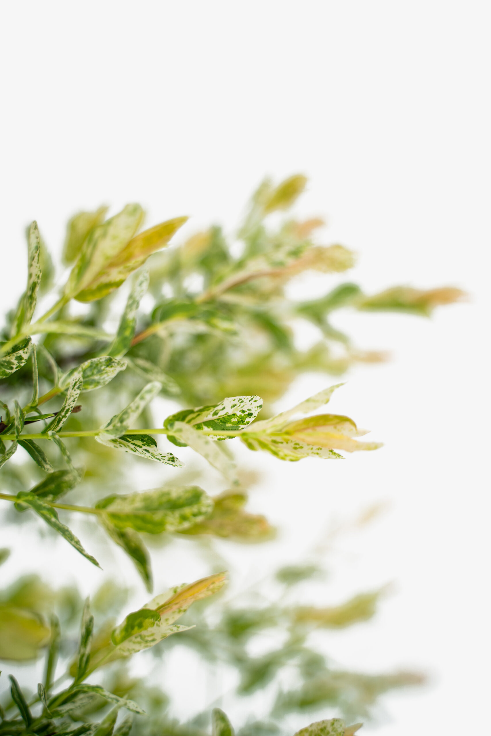 Tri Color Dappled Willow For Sale Online | The Tree Center