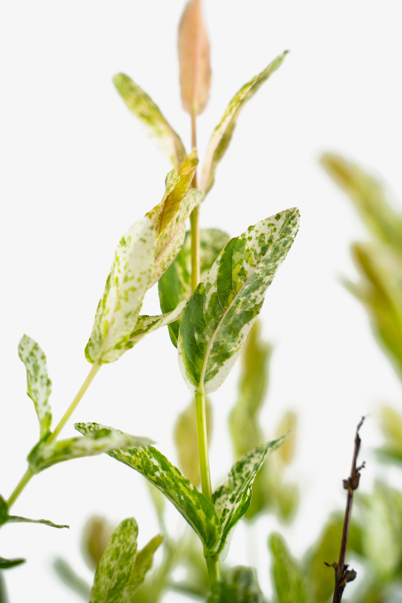 Tri Color Dappled Willow For Sale Online | The Tree Center