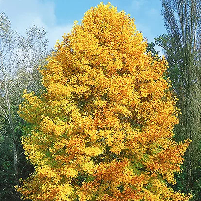 Buy Tulip Poplar Trees Online | The Tree Center