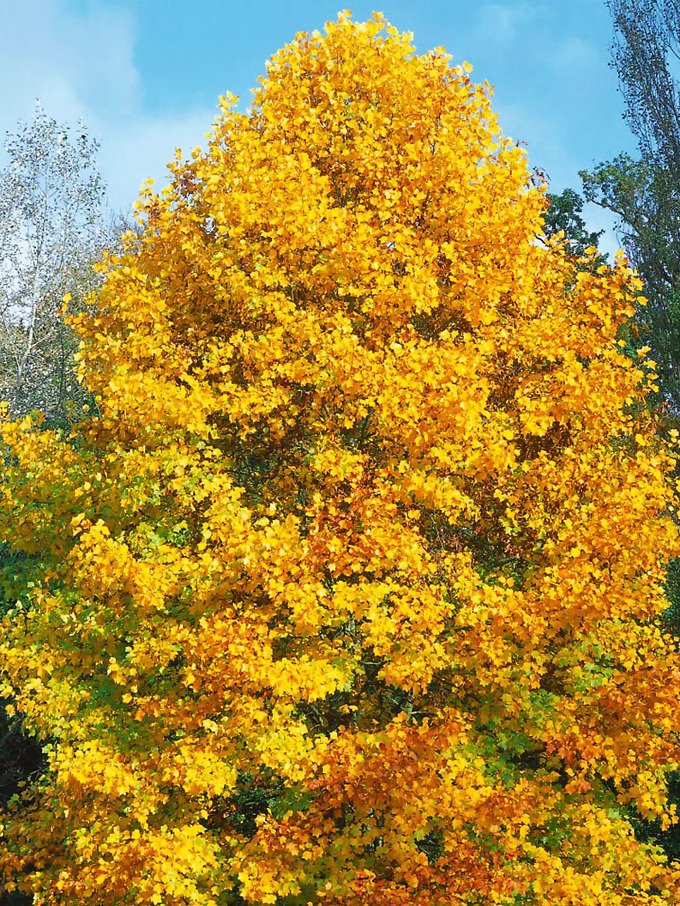 Poplar Trees For Sale Online | The Tree Center