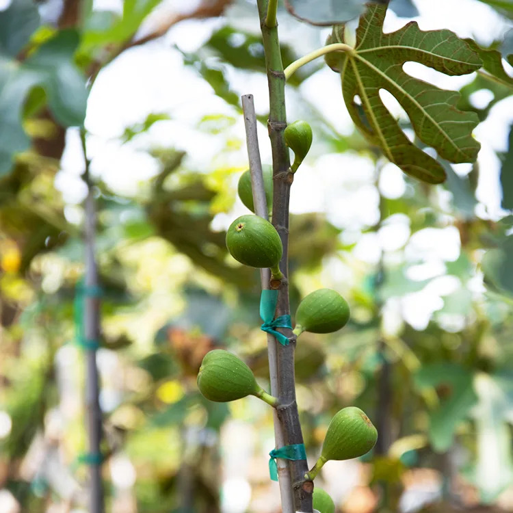 Brown Turkey Fig For Sale Online | The Tree Center