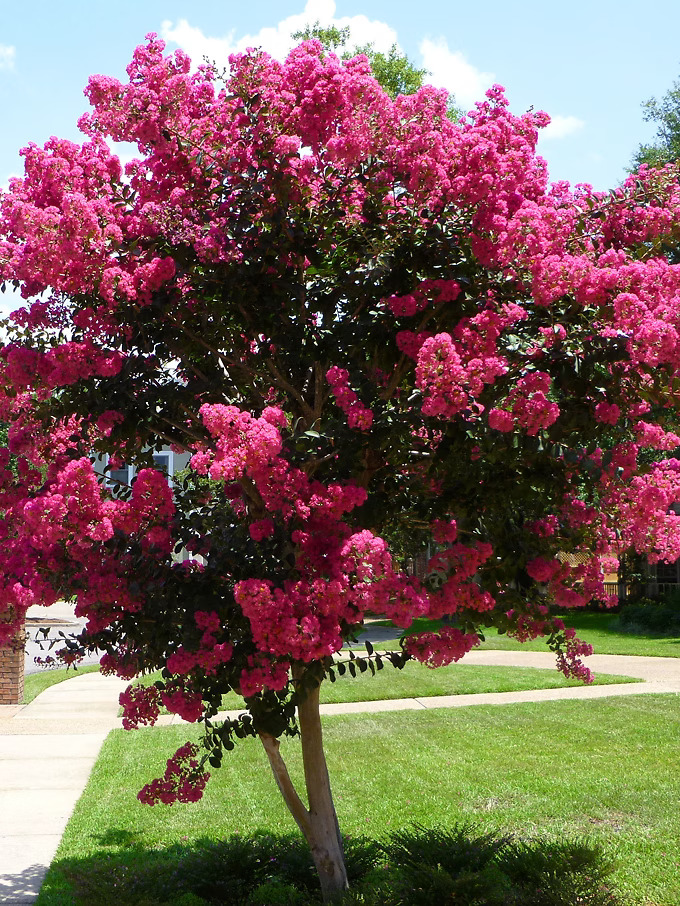 Purely Purple Black Diamond Crape Myrtles For Sale | The Tree Center