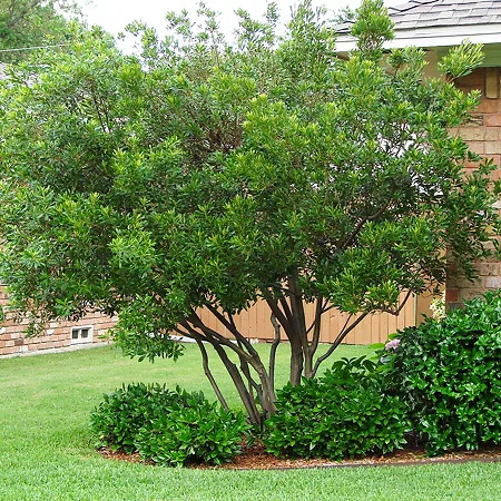 Wax Myrtle (Myrica cerifera) | Buy Wax Myrtle Online | The Tree Center