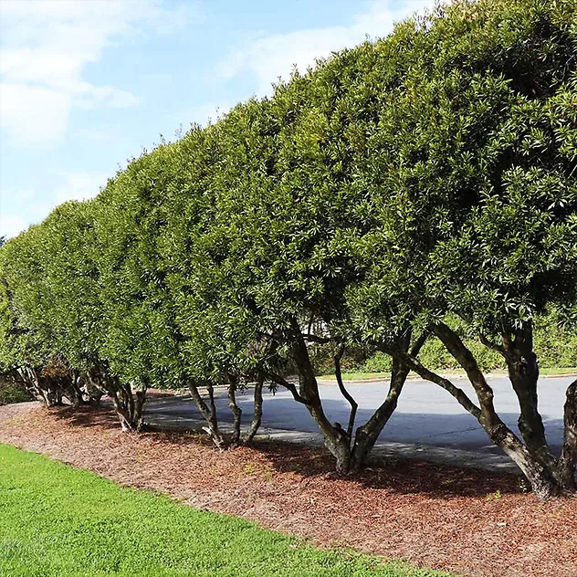 Wax Myrtle (Myrica cerifera) | Buy Wax Myrtle Online | The Tree Center