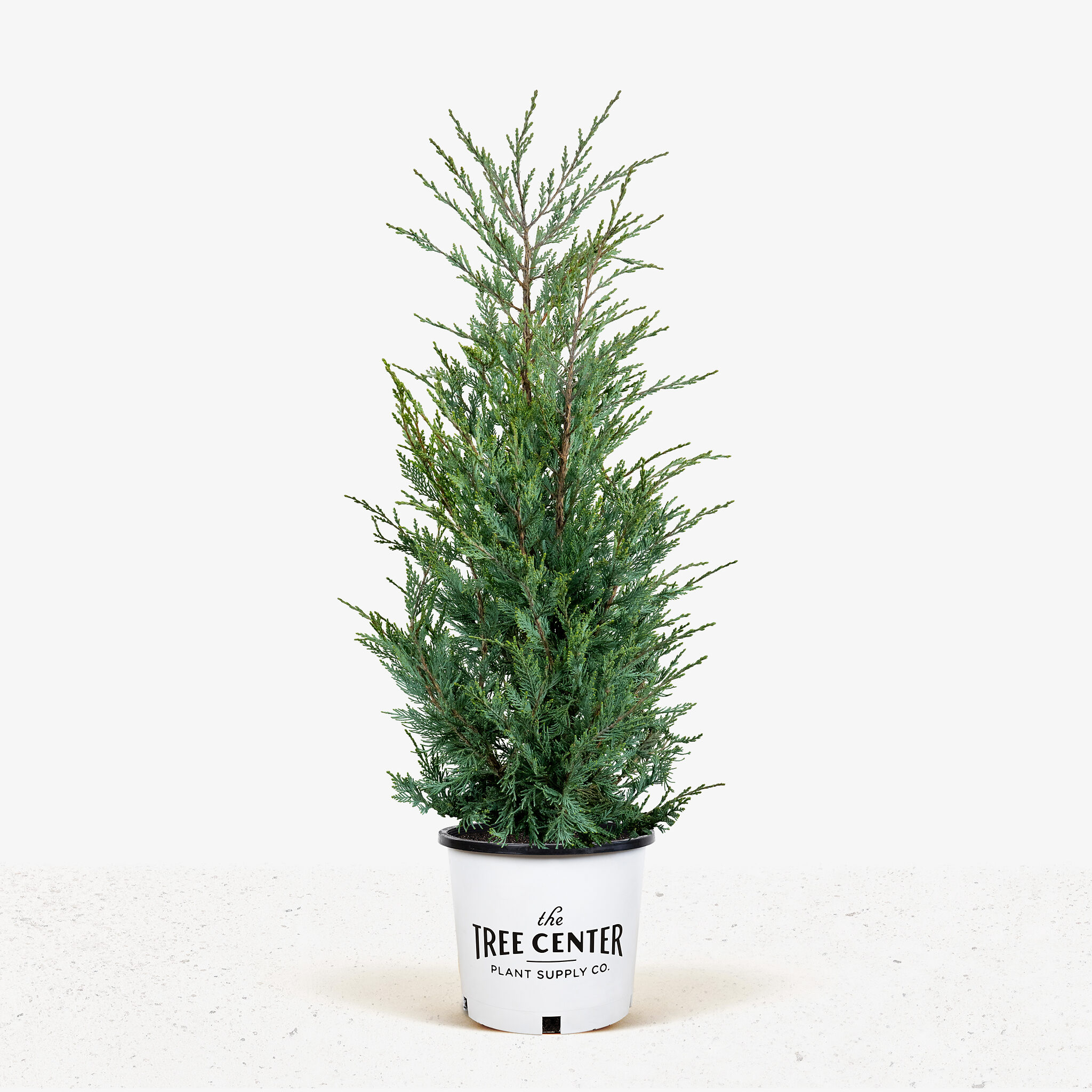 Wichita Blue Juniper Tree | The Tree Center