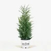 Wichita Blue Juniper Tree | The Tree Center