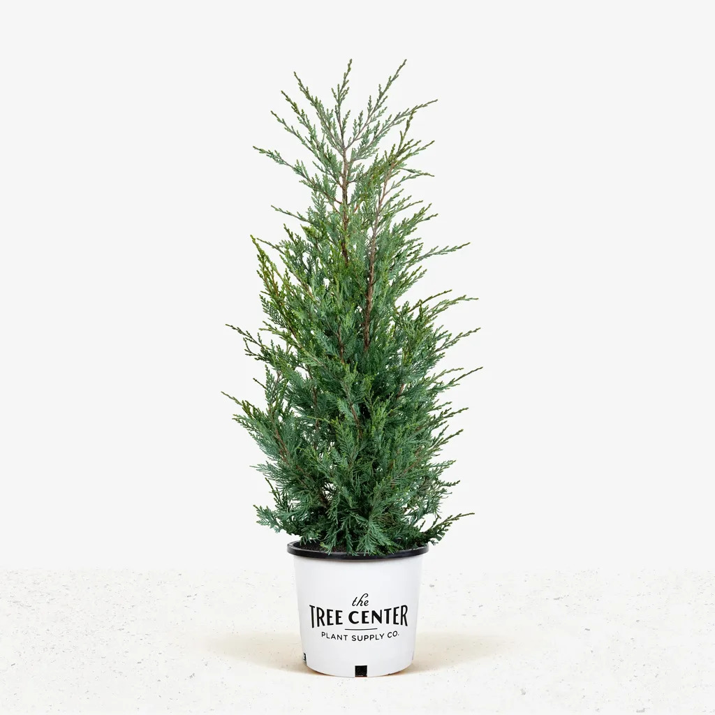 Wichita Blue Juniper Tree | The Tree Center