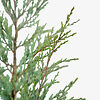 Wichita Blue Juniper Tree | The Tree Center