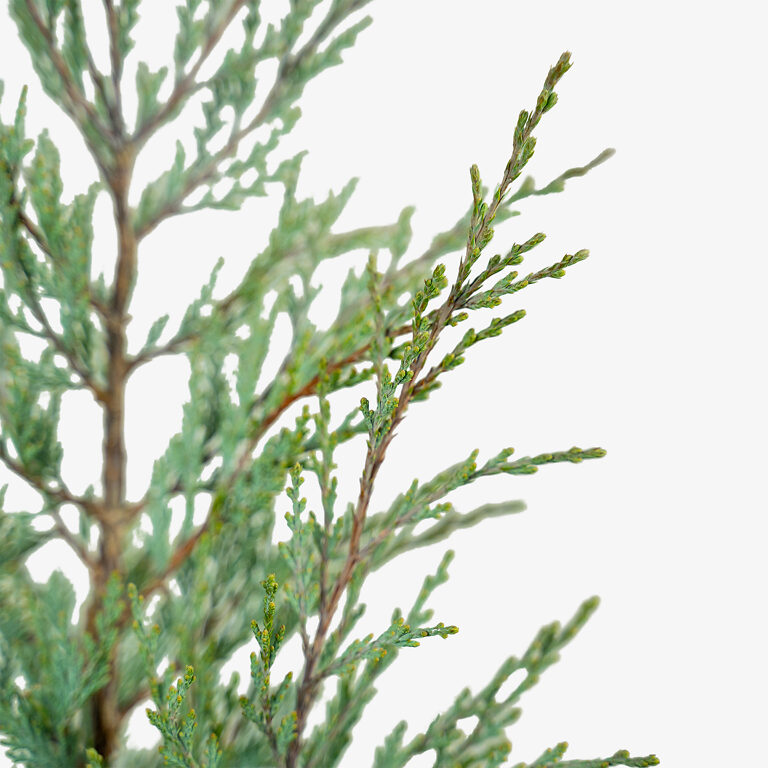 Wichita Blue Juniper Tree | The Tree Center