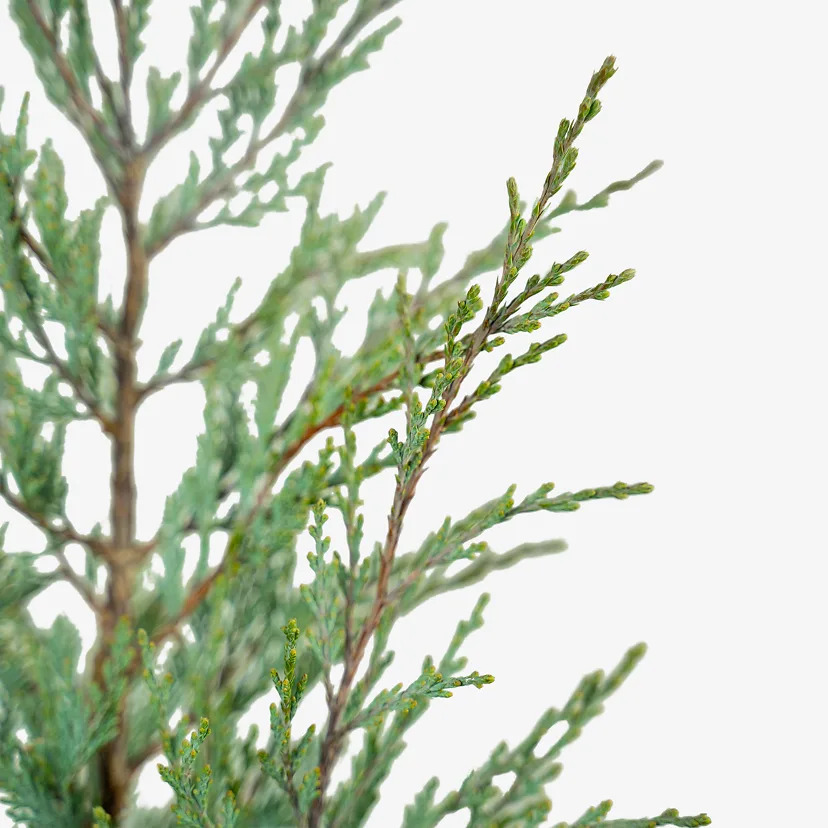 Wichita Blue Juniper Tree | The Tree Center