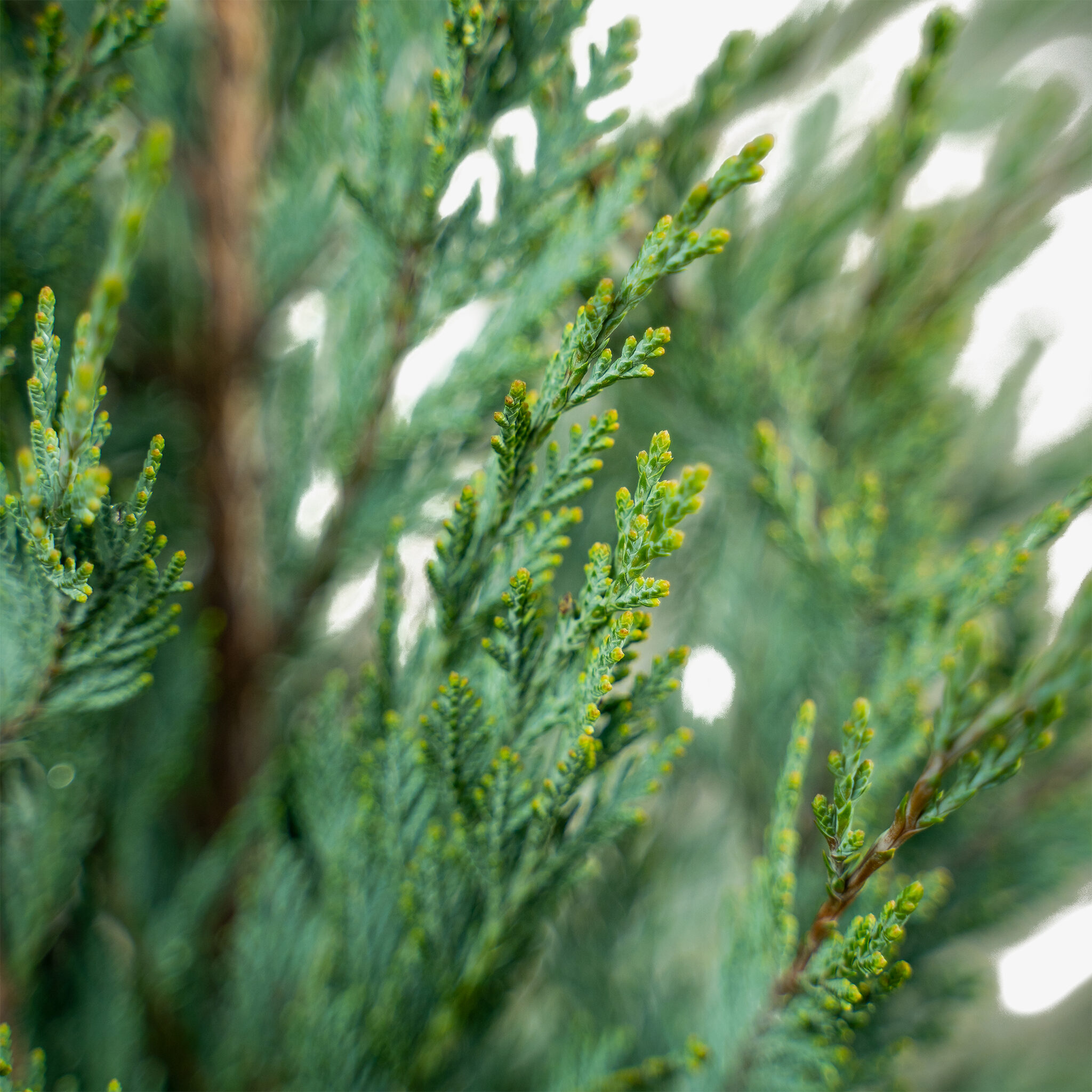 Wichita Blue Juniper Tree | The Tree Center