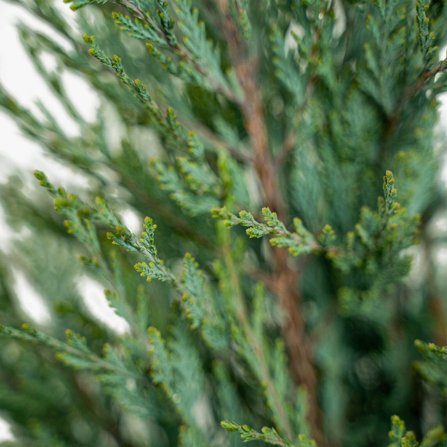 Wichita Blue Juniper Tree | The Tree Center