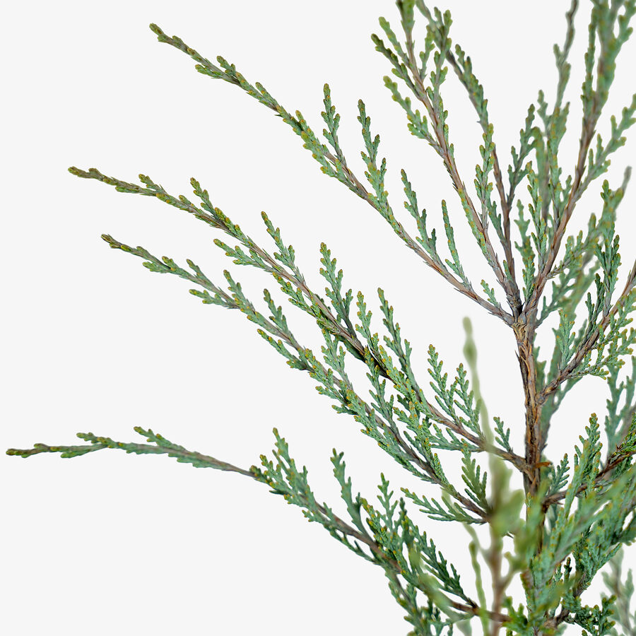 Wichita Blue Juniper Tree | The Tree Center