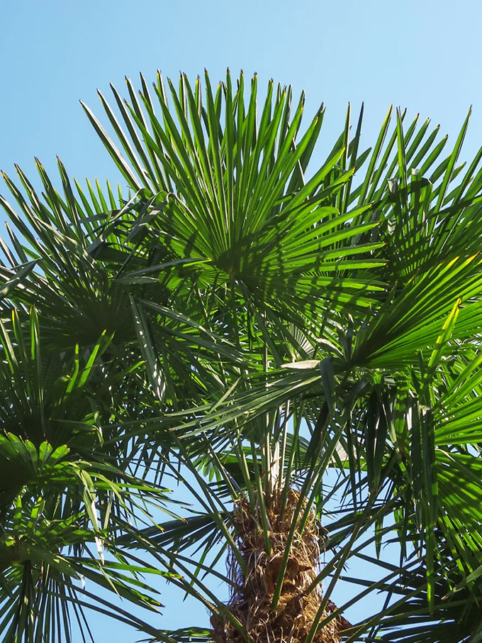Palm Trees For Sale Online | The Tree Center