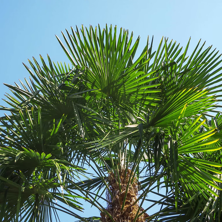 Windmill Palm Trees For Sale Online | The Tree Center
