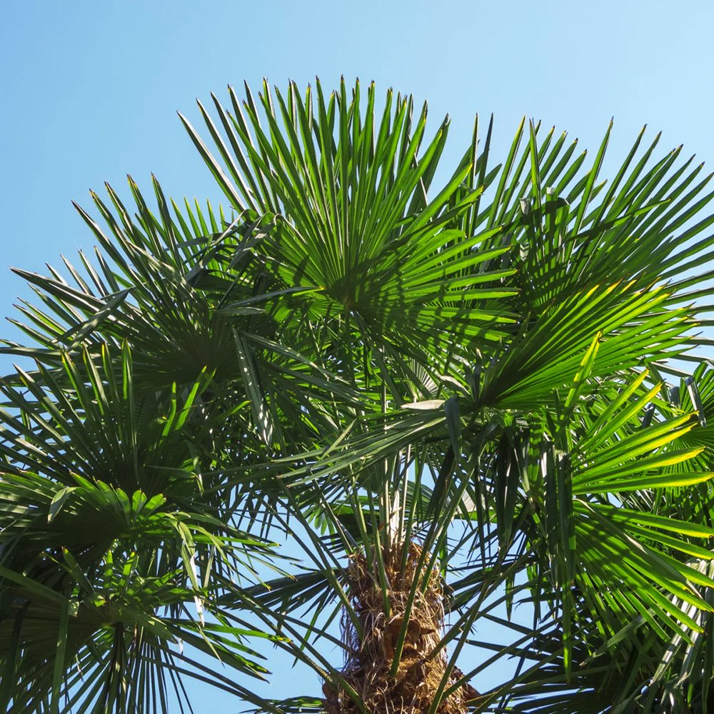Windmill Palm Trees For Sale Online | The Tree Center