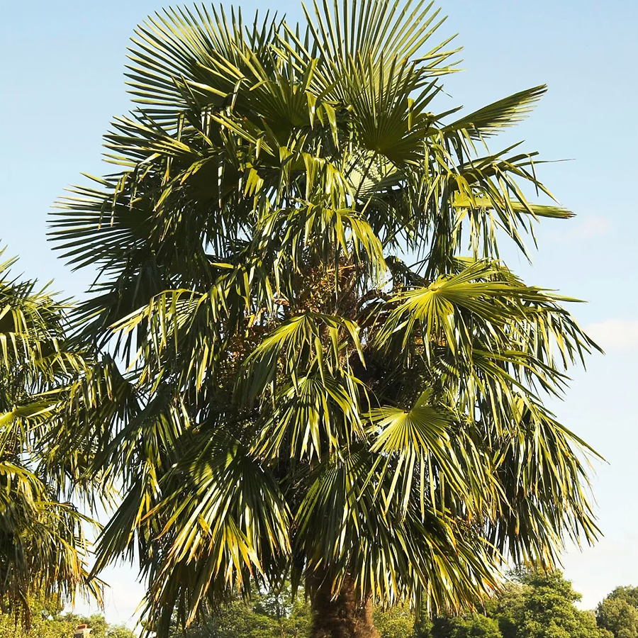 Windmill Palm Trees For Sale Online | The Tree Center