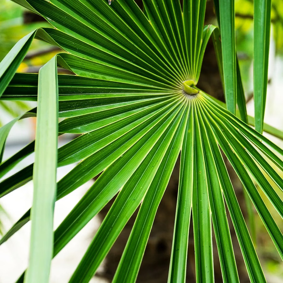 Windmill Palm Trees For Sale Online | The Tree Center